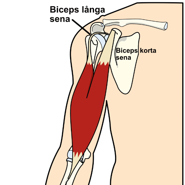bilder • Södermalms ortopedi