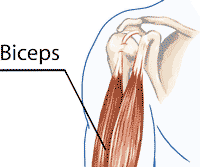 Bicepssenorna • Södermalms ortopedi